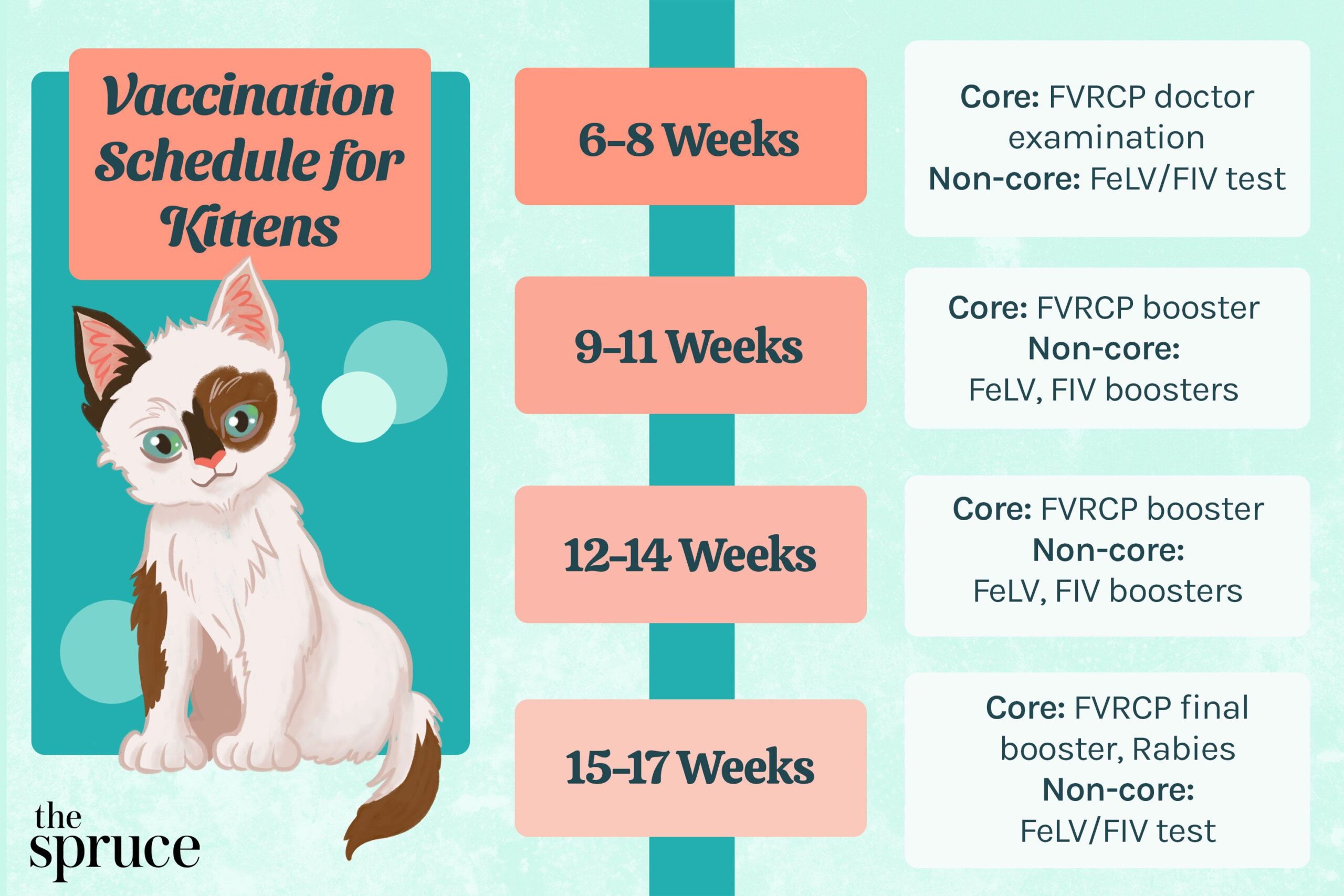 Essential Cat Vaccination Schedule for Optimal Health - ProudCats